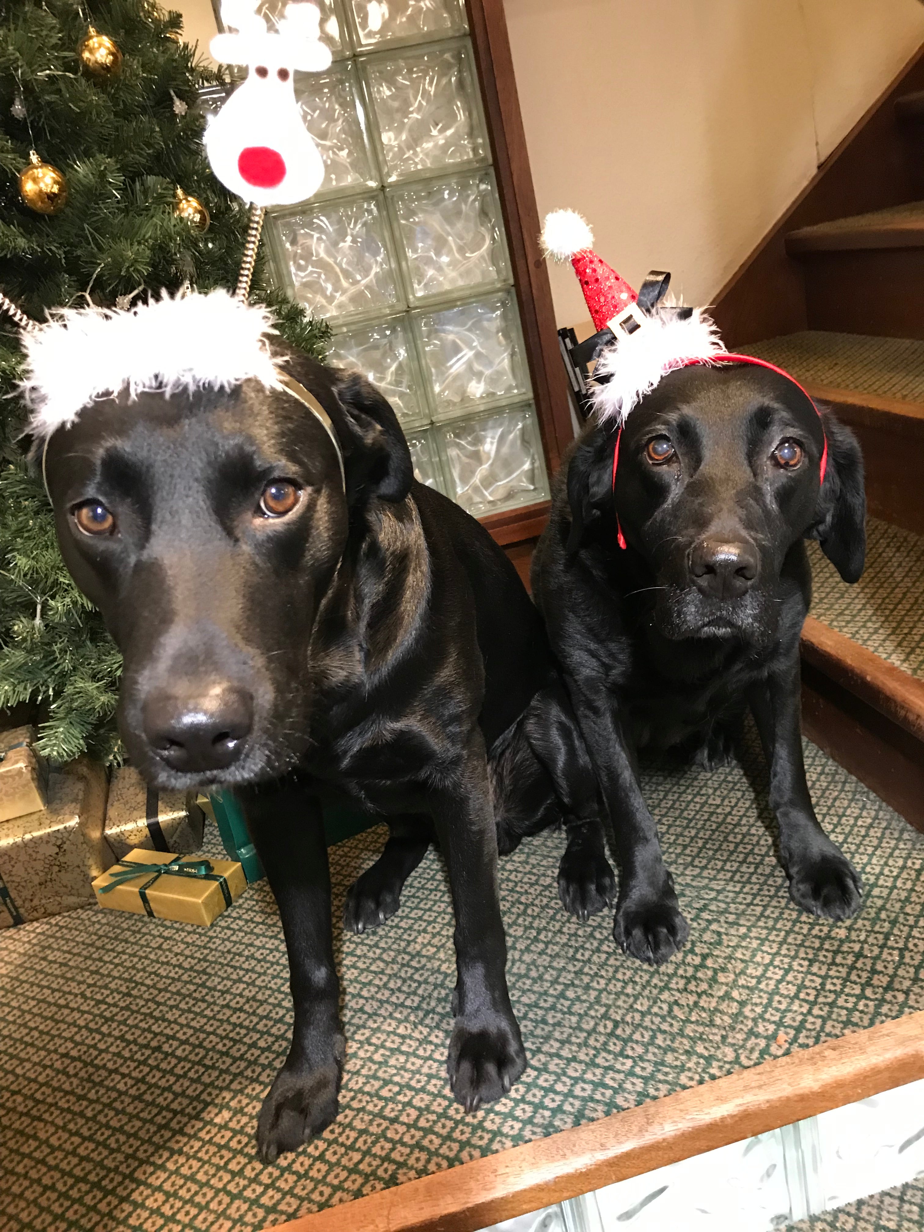 Little Helper Pictures Of Christmas Past – ST Hopper